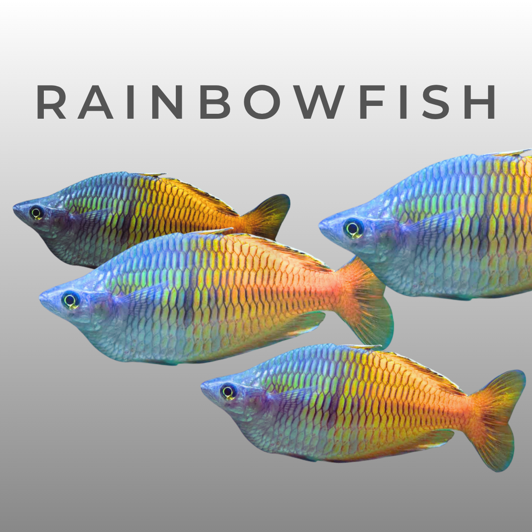 Rainbowfish – Snuffle and Swim