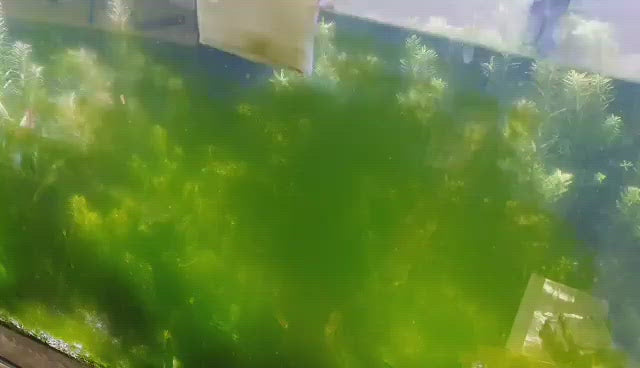 Fish – Snuffle and Swim