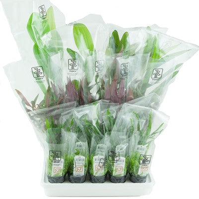 Fish – Snuffle and Swim